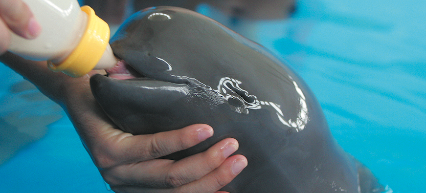 To Keep The Smile Of Yangtze Finless Porpoise Bulletin Of The